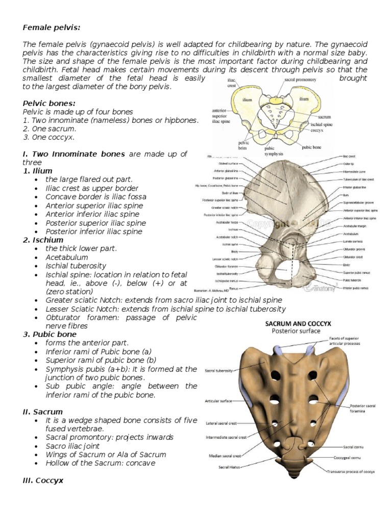 Female Pelvis | PDF | Pelvis | Skeletal System