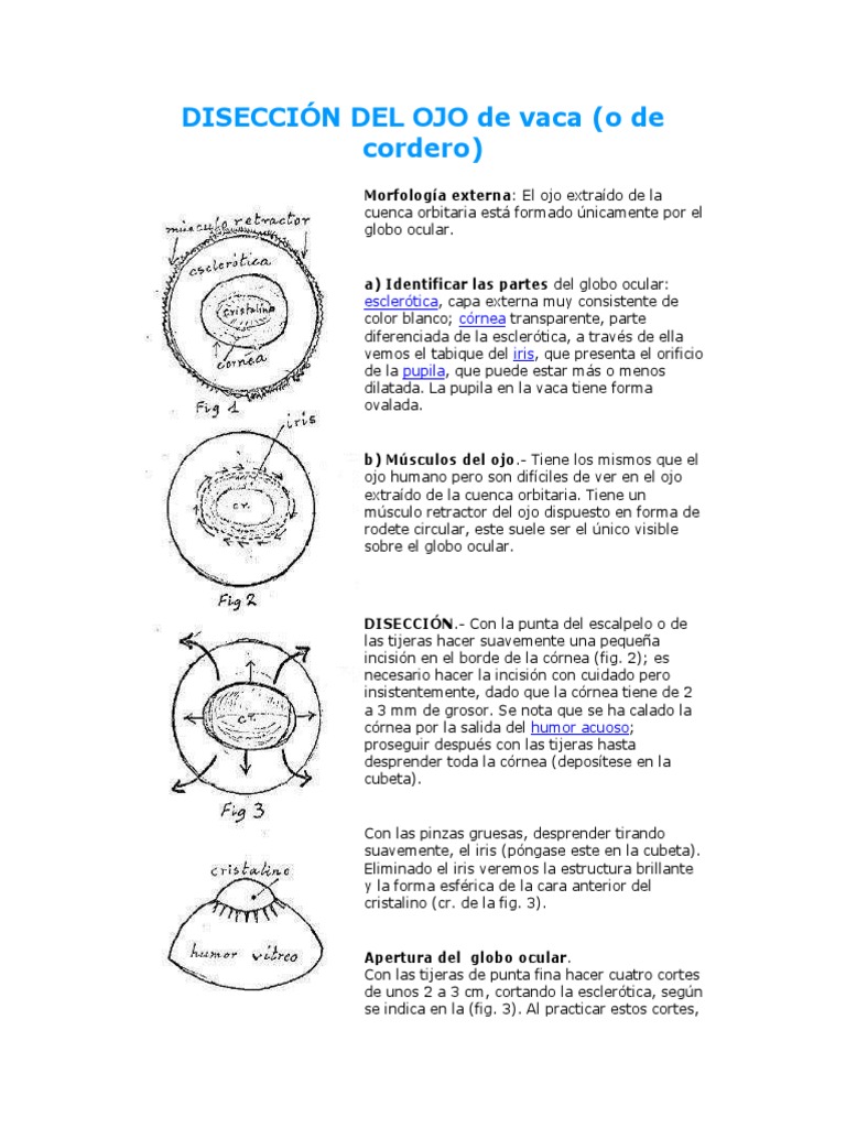 Disección del ojo de vaca: guía práctica | PDF | Hogar, jardinería y ...