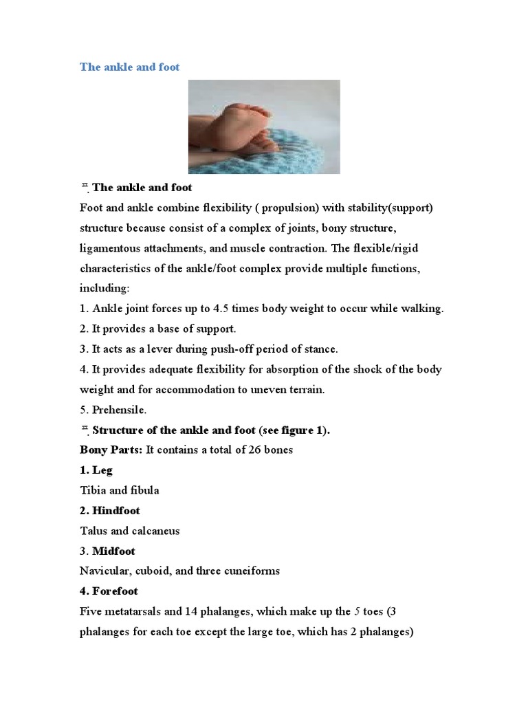 Biomechanics Of Ankle And Foot Download Free Pdf Foot Ankle
