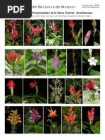 Ichu | PDF | Plantas | Horticultura y jardinería