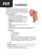 Inervación de La Laringe | PDF