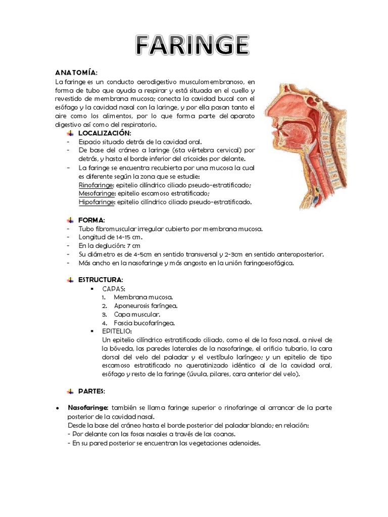 ANATOMÍA DE LA FARINGE