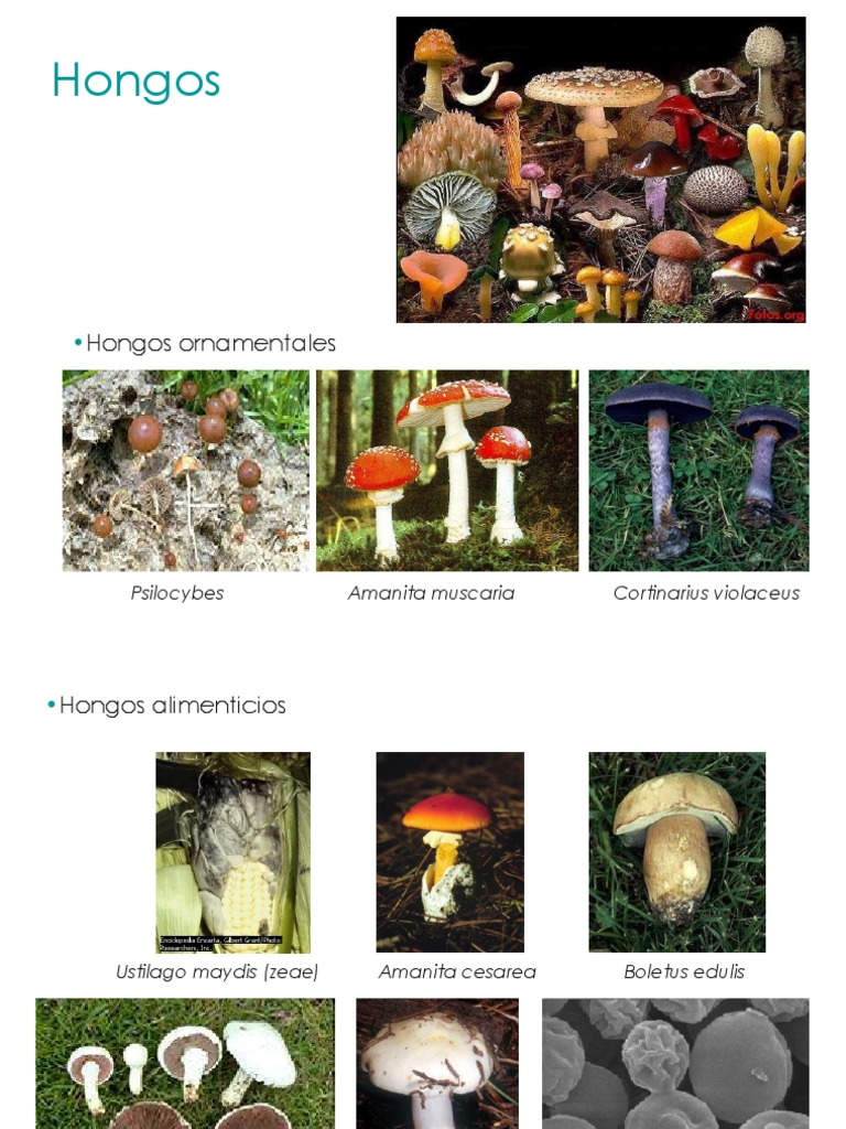 Hongos.. | Hongo | Reproducción
