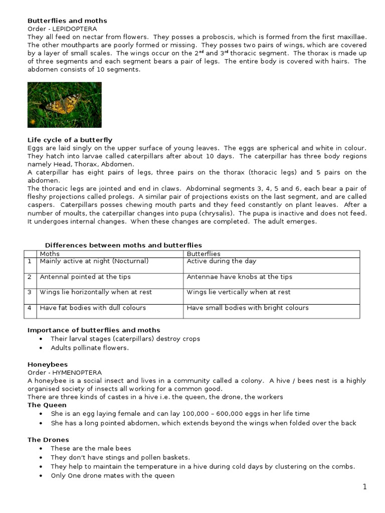 Butterflies and Moths Overview | PDF | Honey Bee | Bees
