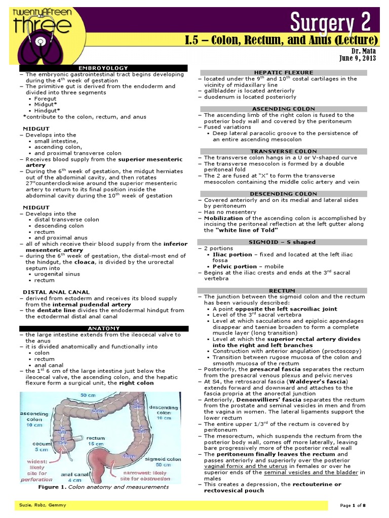 SURGERY - 1.5 Colon, Rectum, and Anus (Lecture) | PDF | Large Intestine ...