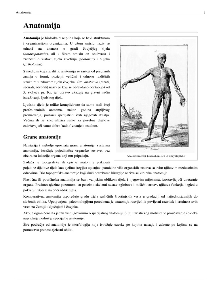 Anatomija PDF | PDF