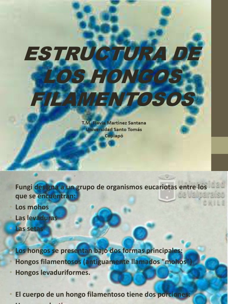 Estructura Hongos Filamentosos | PDF