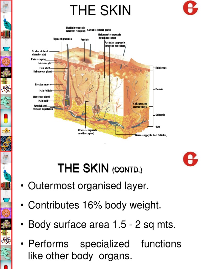 Skin - Basics | PDF | Skin | Epidermis