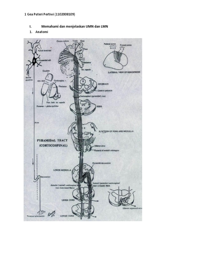 Memahami Dan Menjelaskan UMN Dan LMN