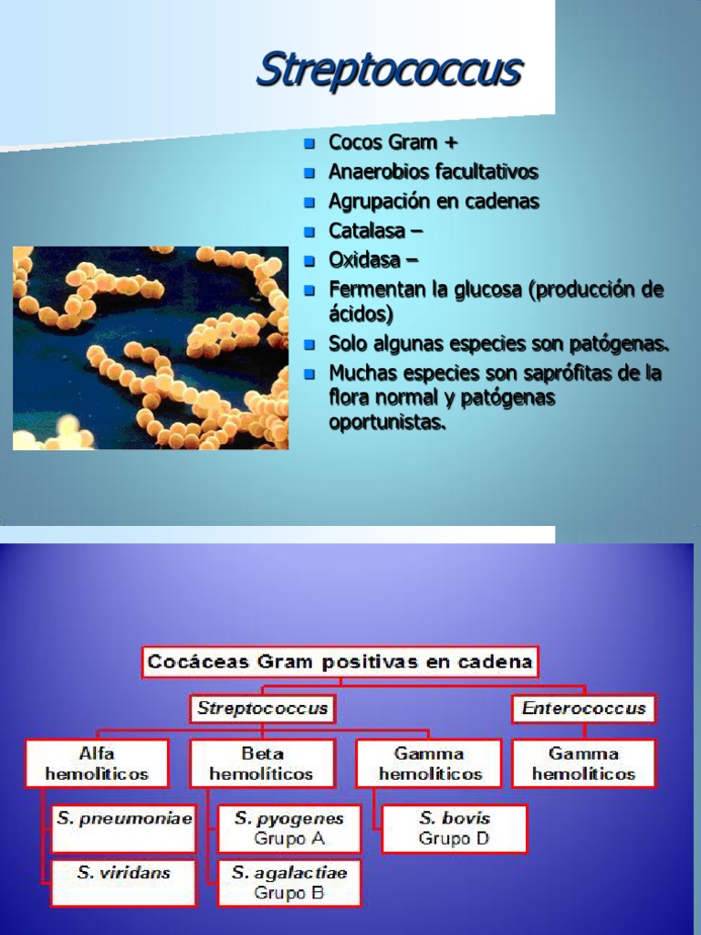 EStreptococo - Estafilococos | PDF | Staphylococcus Aureus | Estreptococo