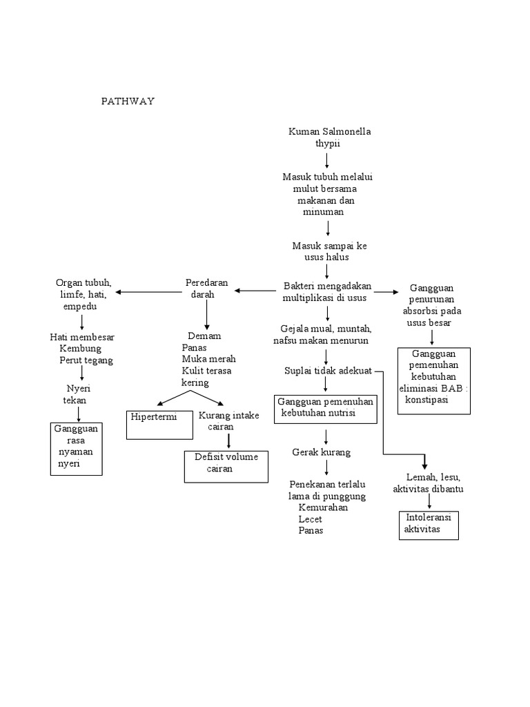 Pathway Thypoid | PDF