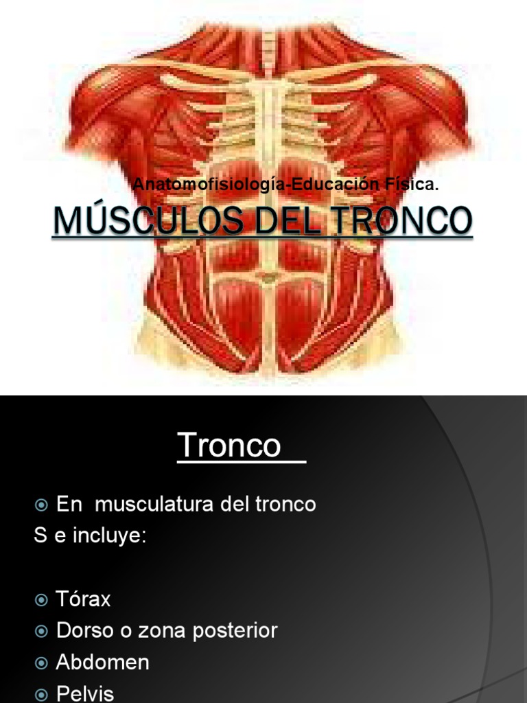 Anatomía De Los Músculos Del Tronco