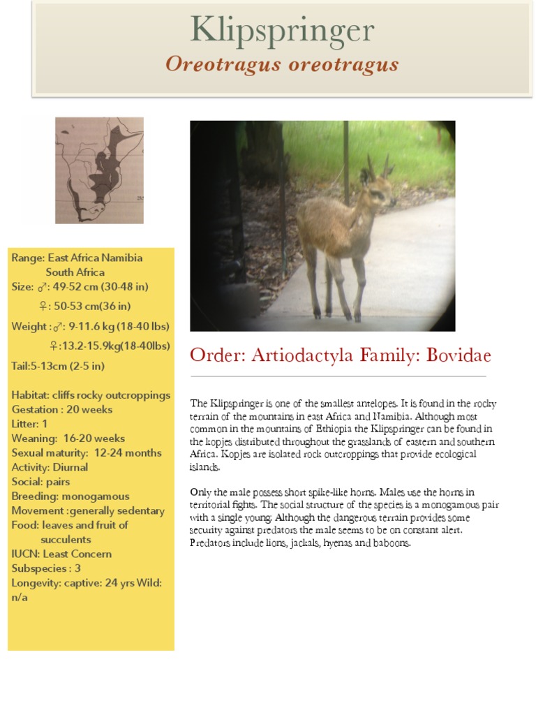 Klipspringer Antelope: Habitat & Facts | PDF