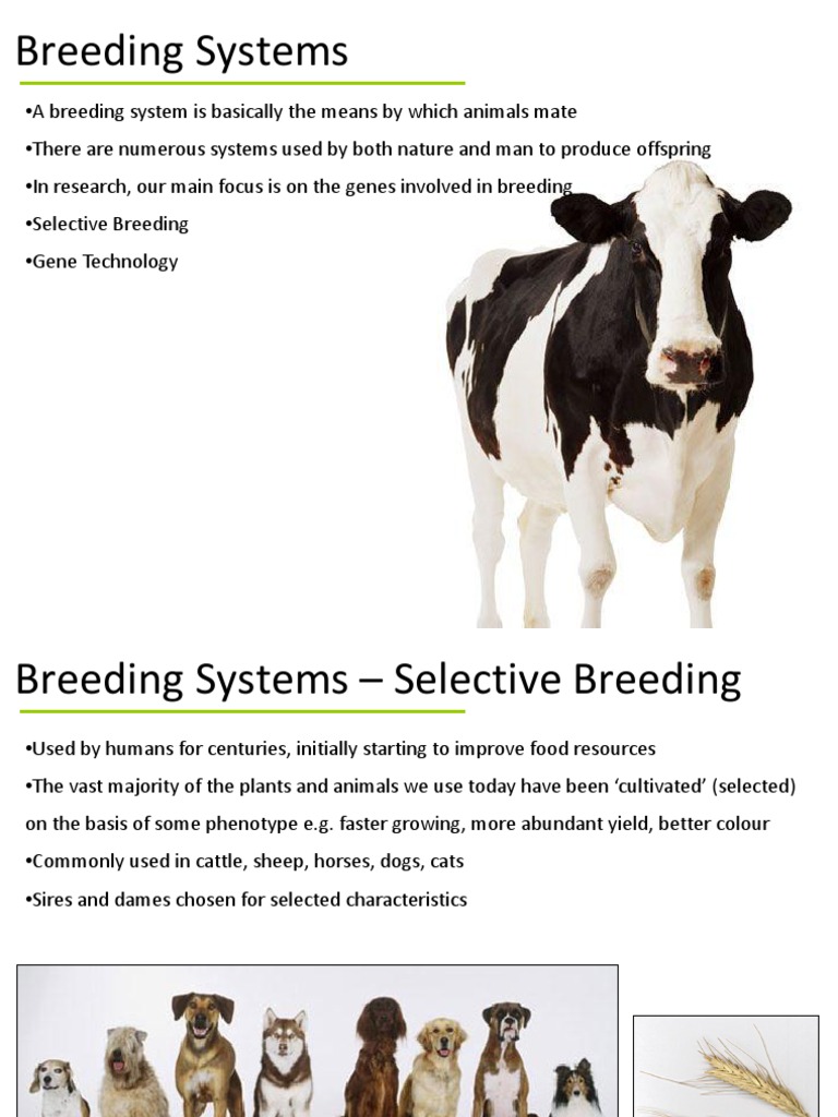 Methods of Breeding | PDF | Selective Breeding | Inbreeding