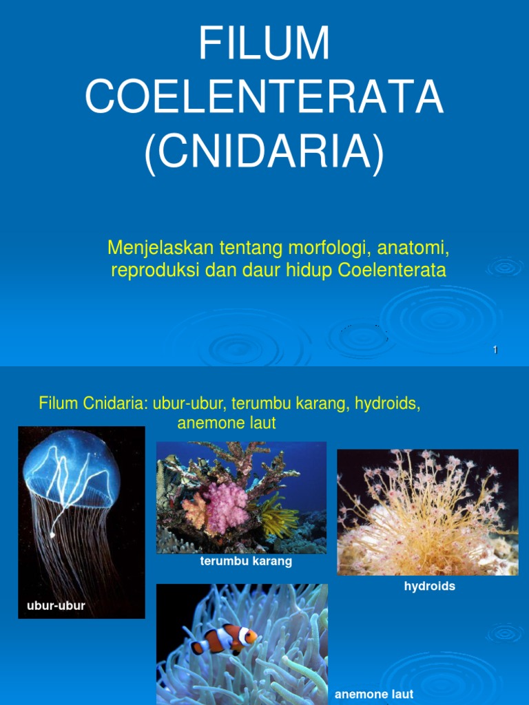 02 Coelenterata | PDF