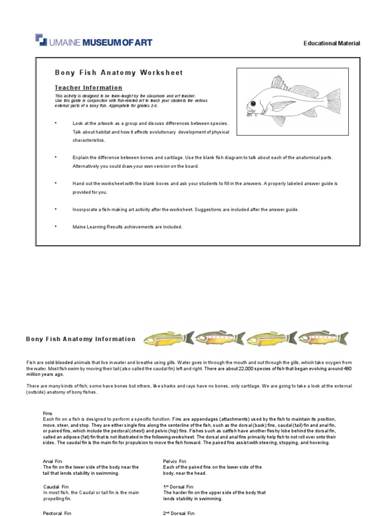Bony Fish Anatomy | PDF | Fish | Zoology