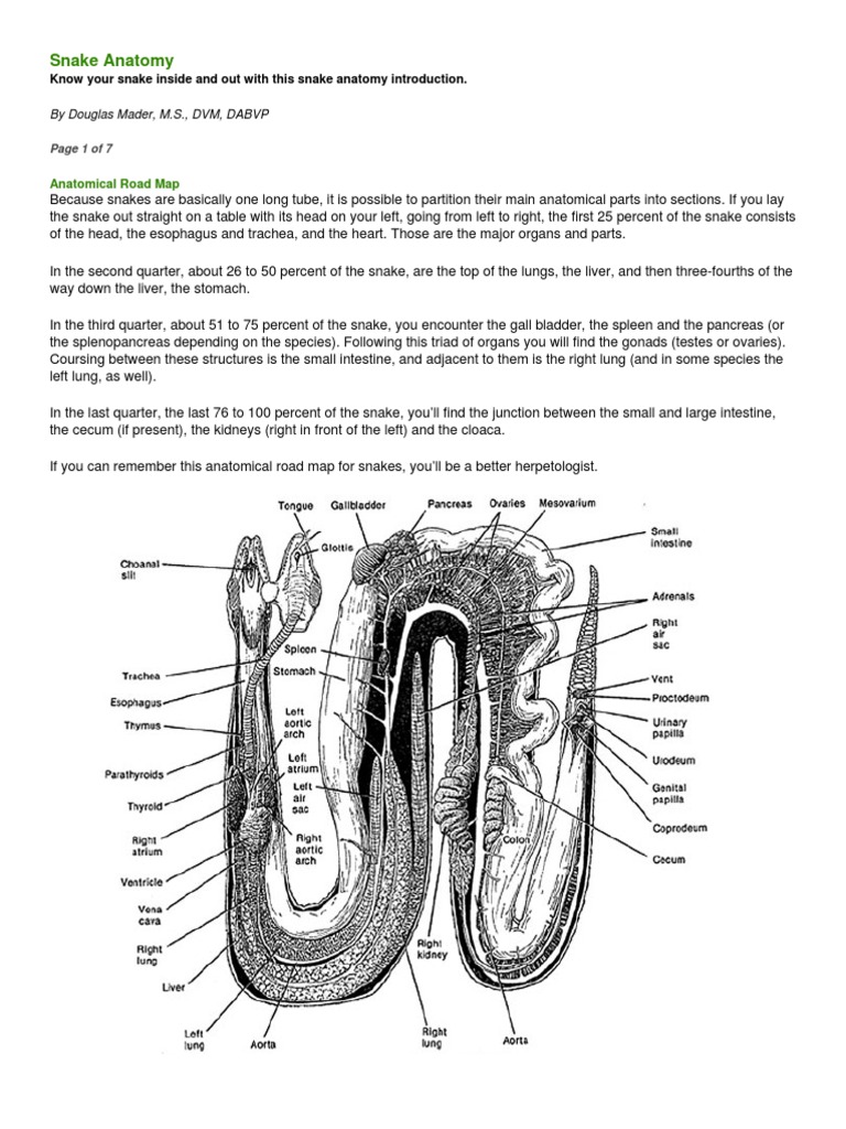 Snake Anatomy | Snake | Lung