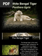 White Tiger | PDF | Tiger | Biology