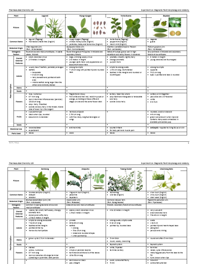 10 Halamang Gamot | PDF | Plant Morphology | Horticulture And Gardening