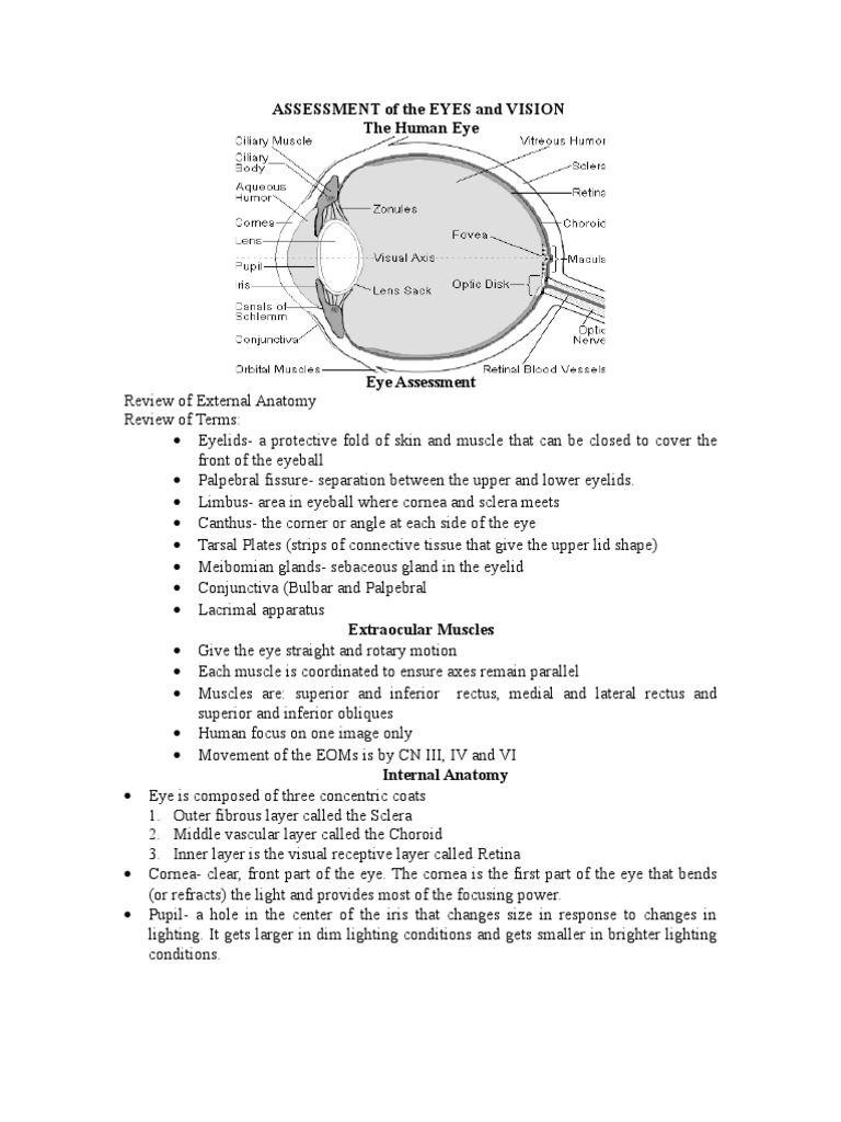 Assessment of the Eyes and Vision | Human Eye | Visual System