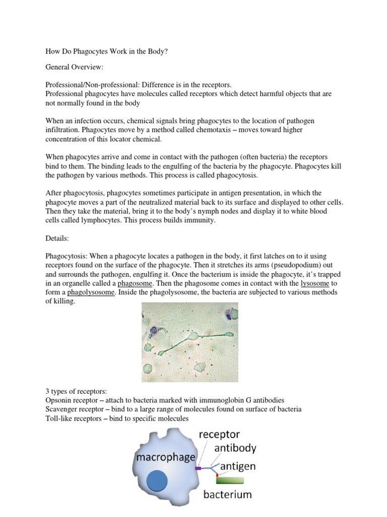 How Do Phagocytes Work in the Body | Phagocyte | Anatomy