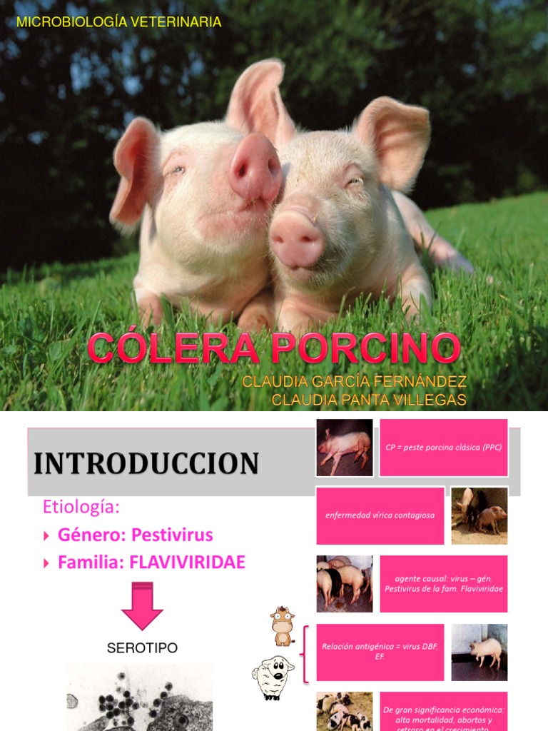 Colera Porcino | Descargar gratis PDF | Virus | Microbiología