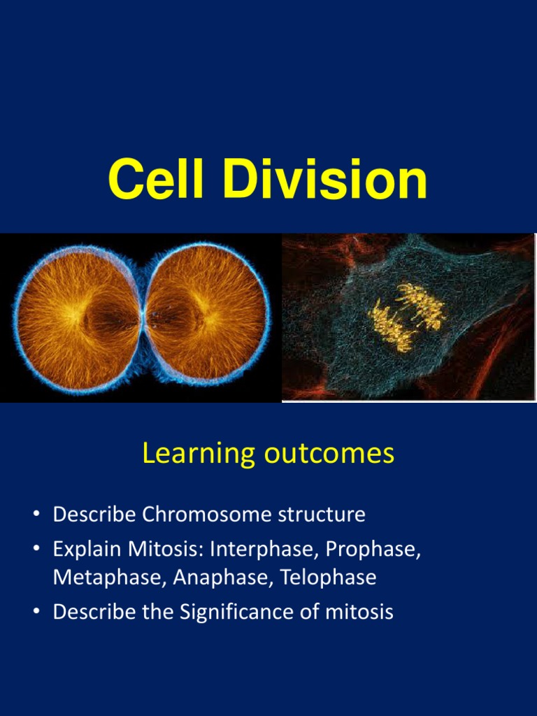 Cell division,Mitosis cell cycle 2013.ppt | Mitosis | Cell Cycle