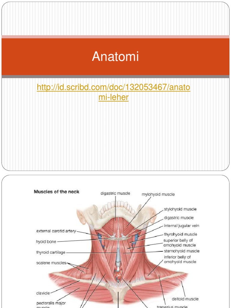 Anatomi Leher | PDF