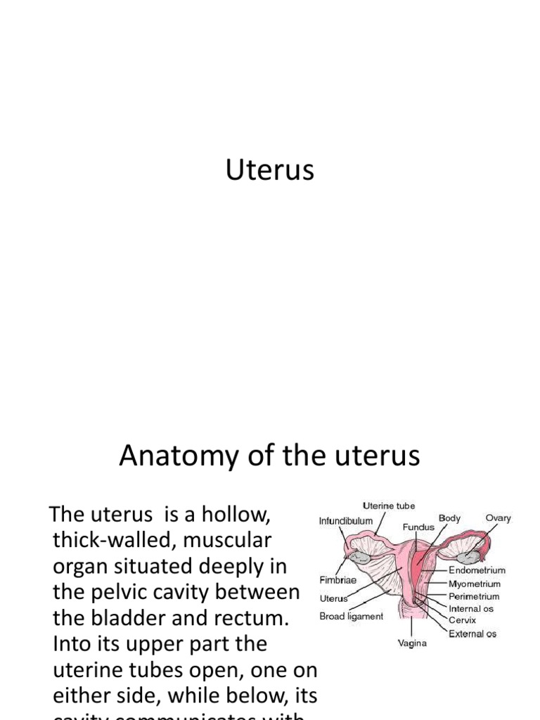 Uterus 1 | PDF | Uterus | Anatomy