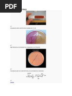 Guía de Agar MacConkey y su Uso | PDF | Microbiología | Las bacterias