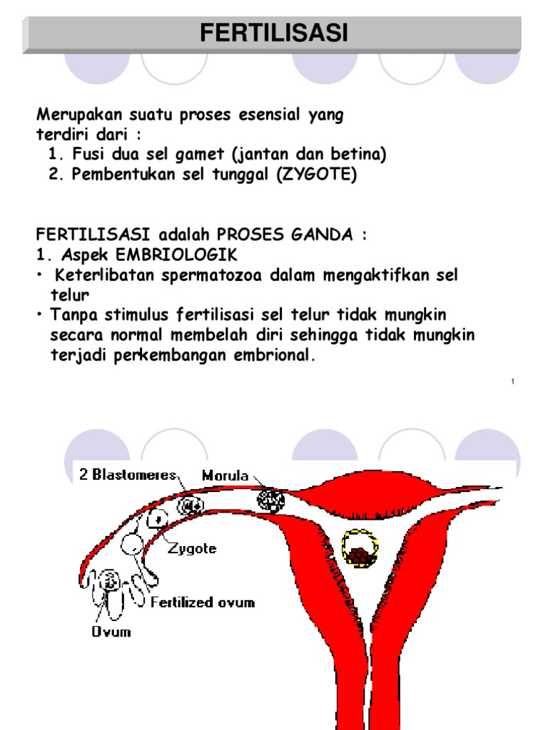 Fertilisasi | PDF