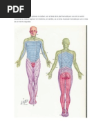 Dermatomas y Miotomas | PDF | Nervio | Sistema musculoesquelético