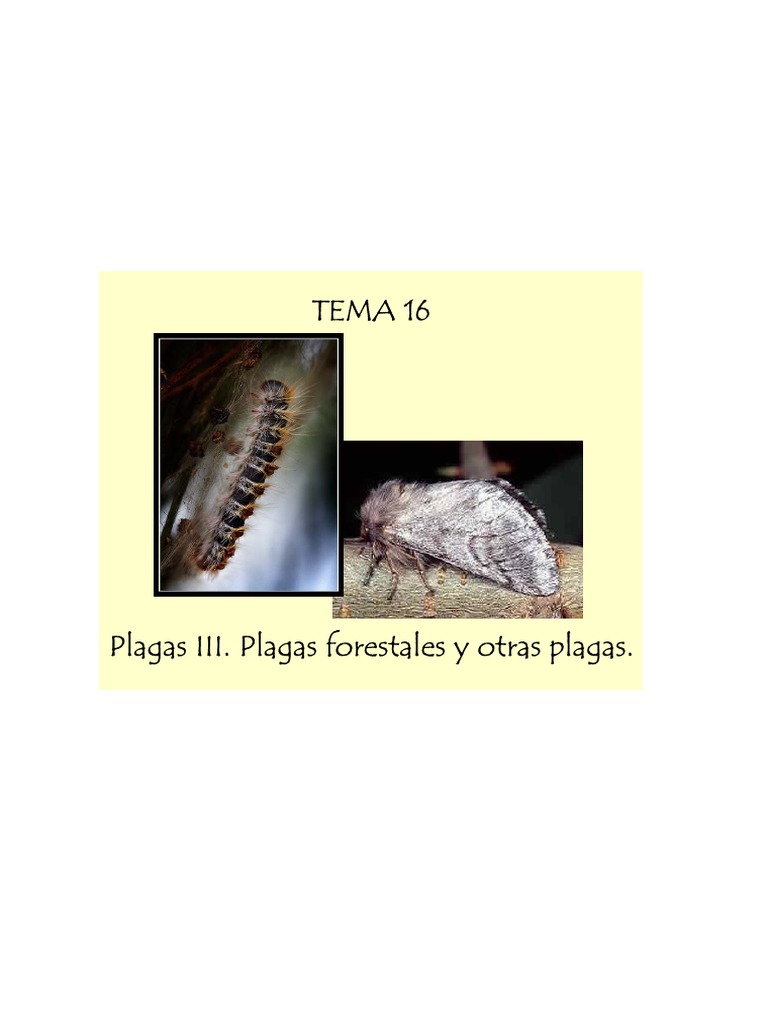 Tema 16. Plagas III. Plagas Forestales y Otras Plagas | PDF | Plaga ...