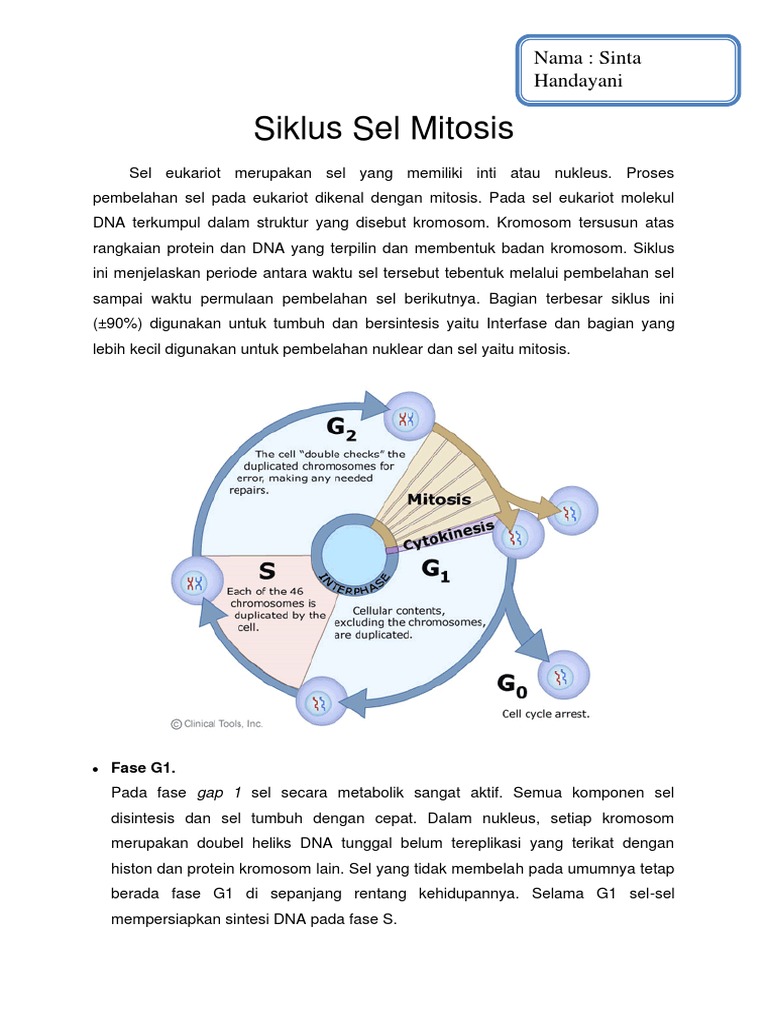 Siklus Sel Tahapan Siklus Sel Kontrol Pemelahan Sel Dan Mekanisme Sel