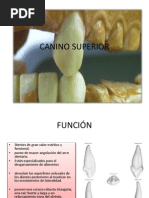 Canino Inferior Descripción | PDF | Odontología | Ramas de Odontología