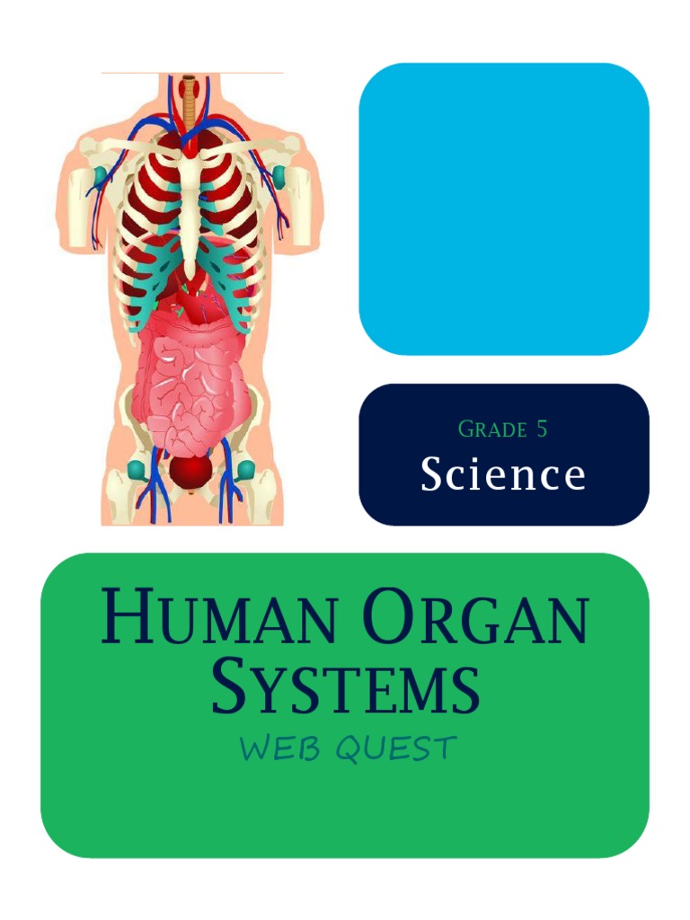 Human Organ Systems Web Quest Guide | PDF | Lung | Circulatory System