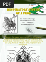 Respiratory System of Frog | PDF | Cellular Respiration | Larynx