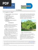 CENTA. Guía Técnica Del Cultivo de Zapote | PDF | Injerto | Riego