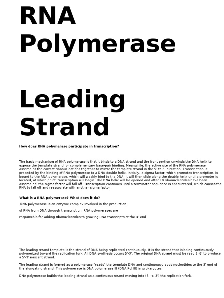 How Does RNA Polymerase Participate in Transcription? | PDF
