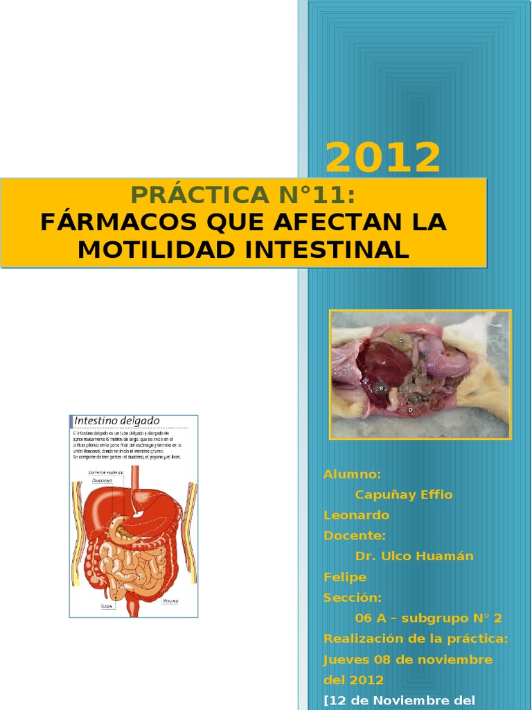 Motilidad Intestinal | Estómago | Gastroenterología