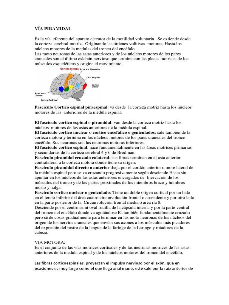 Vía Piramidal | PDF | Médula espinal | Órgano (anatomía)