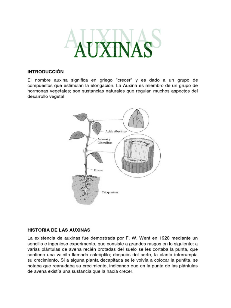 Auxinas | PDF | Auxina | Botánica