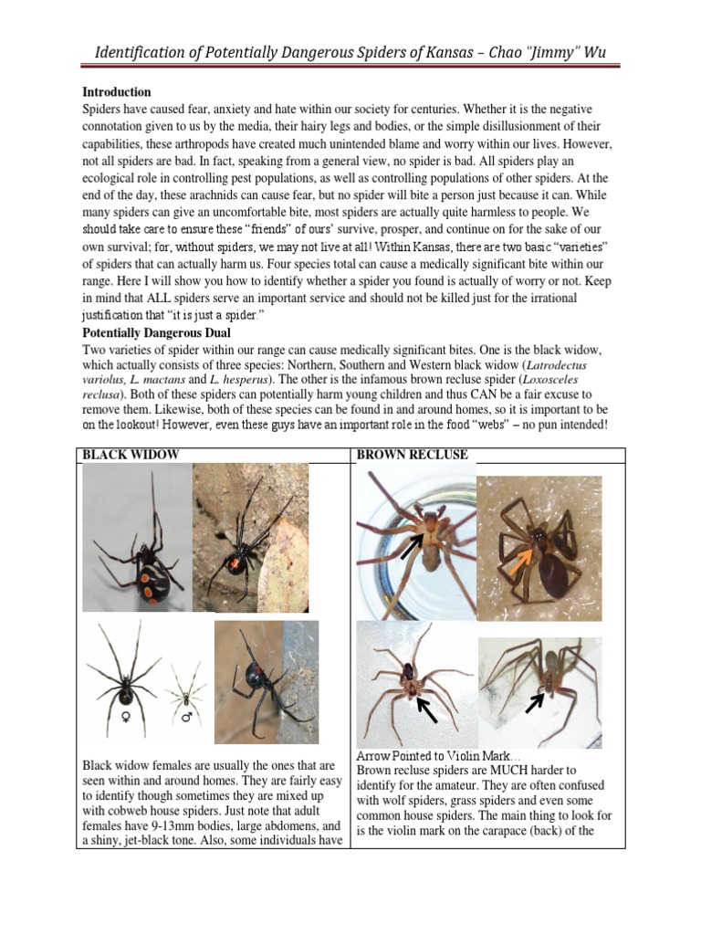 Identification of Potentially Dangerous Spiders of Kansas | PDF ...