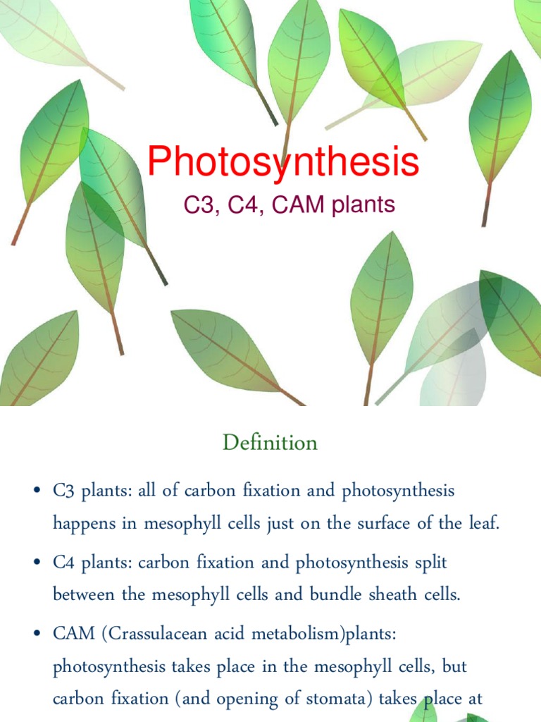 Photosynthesis: C3, C4, CAM Plants | PDF | Science & Mathematics | Home ...