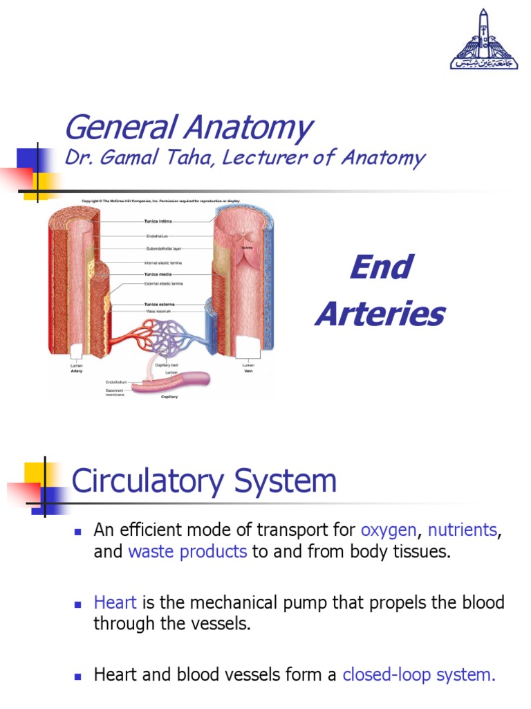 General Anatomy, End Arteries | PDF | Capillary | Vein