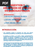 Metabolismo Animal | PDF | Metabolismo | Digestión
