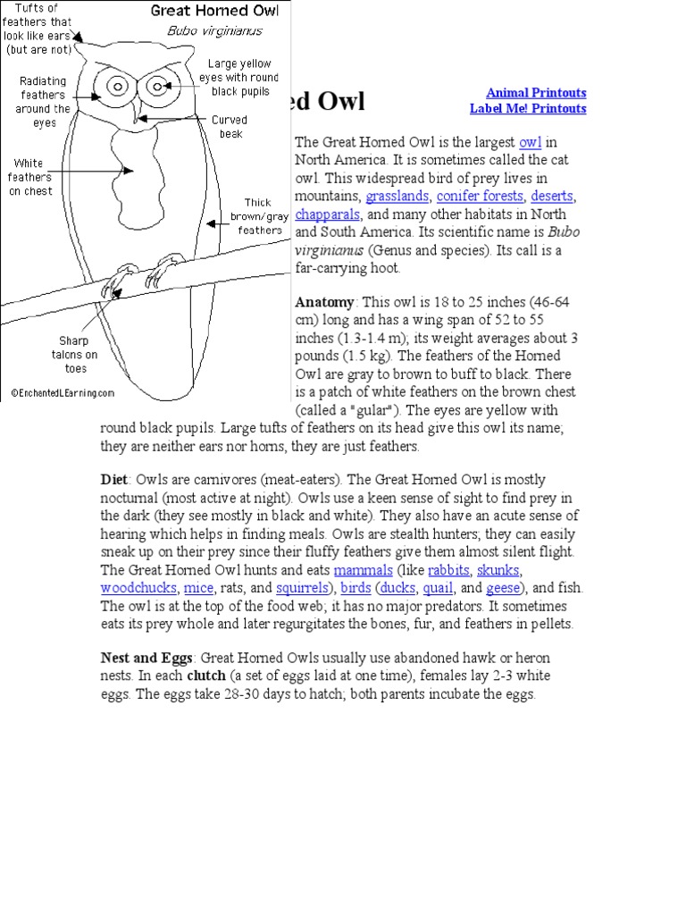 Horned Owl | PDF