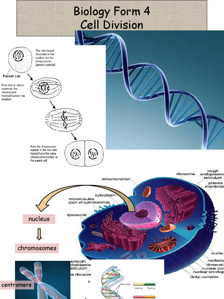 Biology Form 4 | PDF | Meiosis | Ploidy