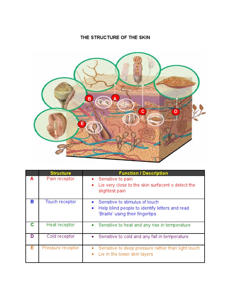 The Structure of Skin and Function | PDF | Somatosensory System | Skin