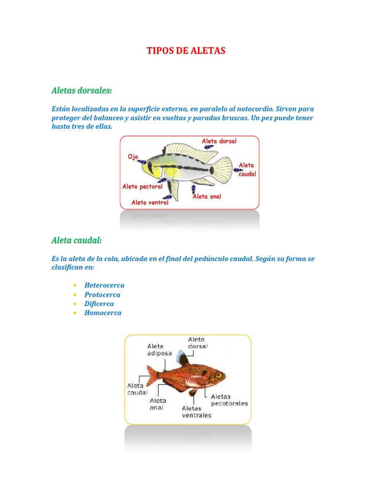 Tipos de aletas en peces | PDF | Animales acuáticos | Vertebrados